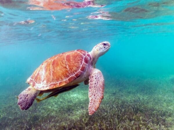 25 Species of animals in Cancun: Discover Mexico Wildlife