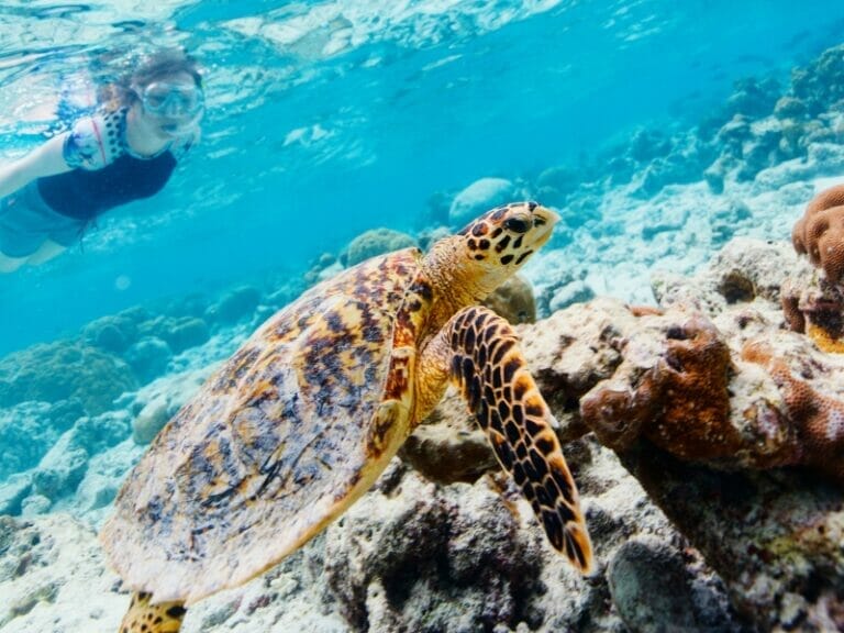 The Complete Guide to Contoy Island + 7 Best Tours