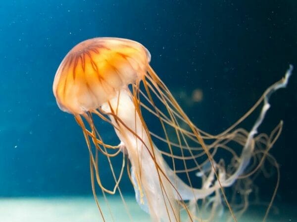25 Species of animals in Cancun: Discover Mexico Wildlife