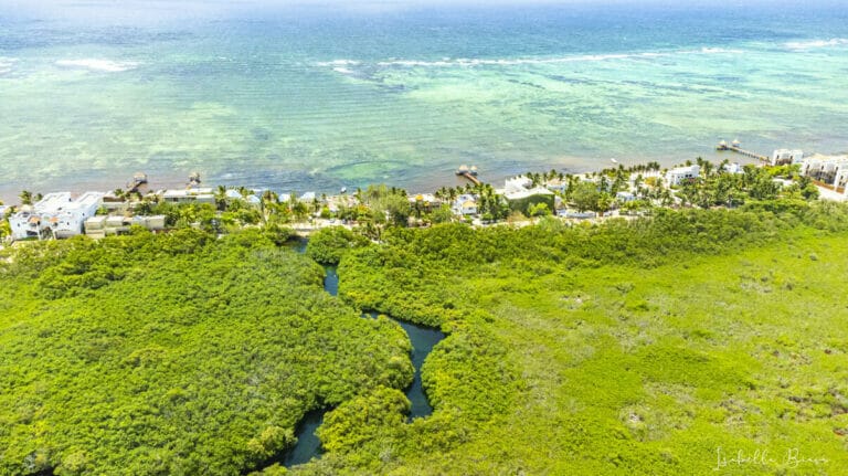 25 Species of animals in Cancun: Discover Mexico Wildlife