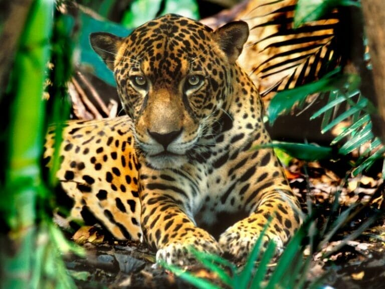 25 Species of animals in Cancun: Discover Mexico Wildlife