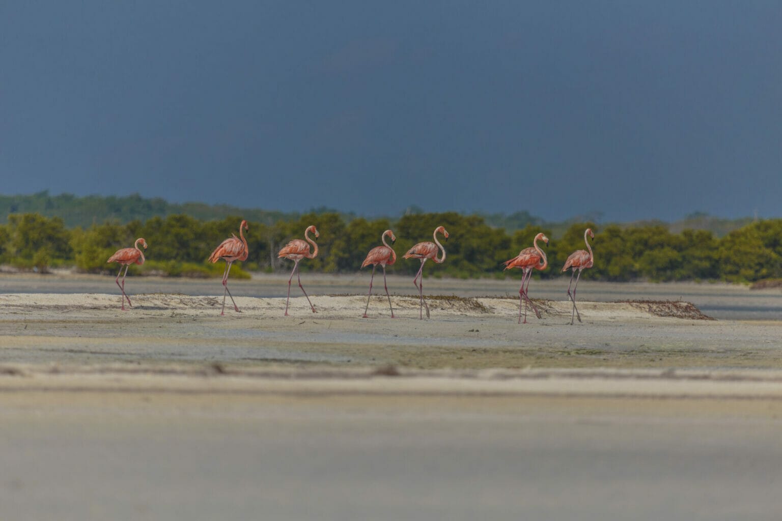 25 Species of animals in Cancun: Discover Mexico Wildlife