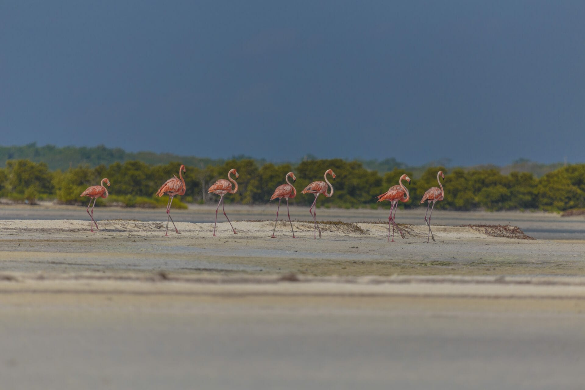 25 Species of animals in Cancun: Discover Mexico Wildlife