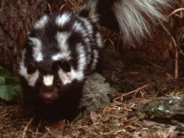 25 Species of animals in Cancun: Discover Mexico Wildlife