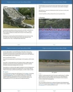 25 Species of animals in Cancun: Discover Mexico Wildlife