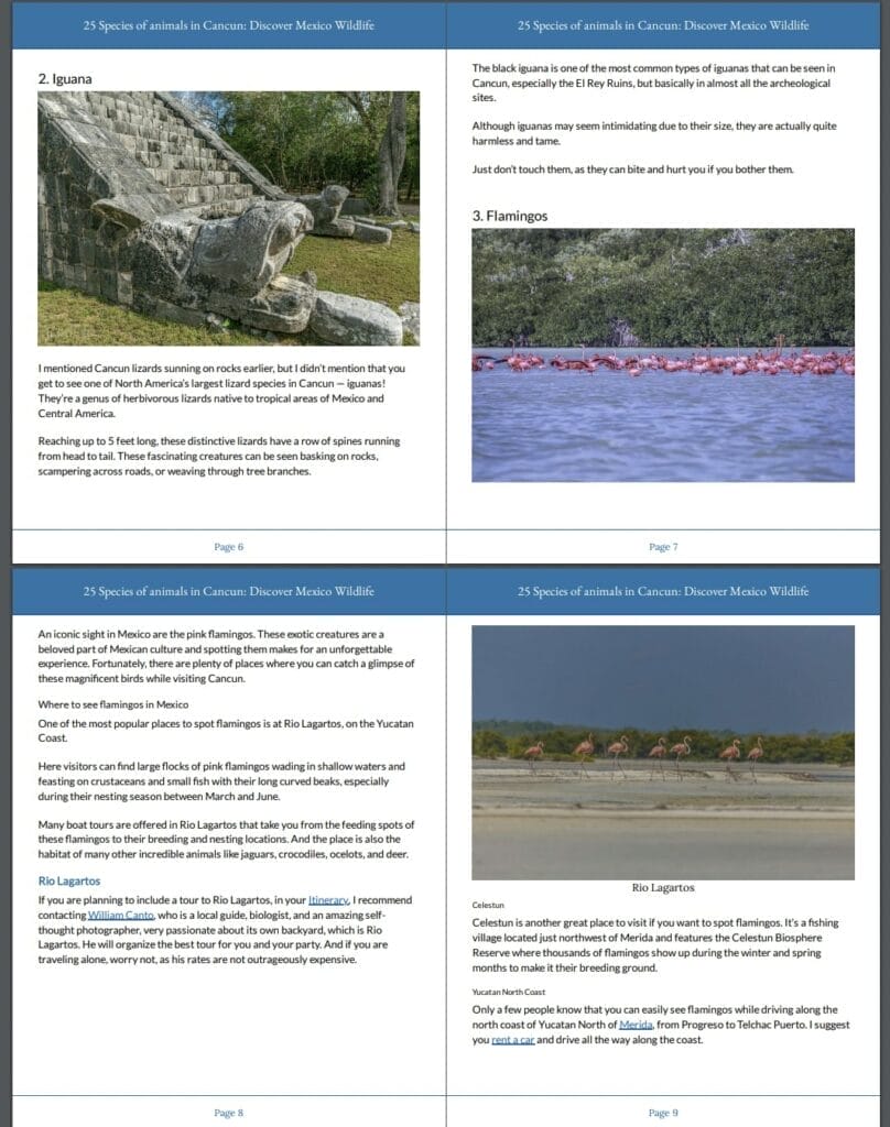 25 Species of animals in Cancun: Discover Mexico Wildlife