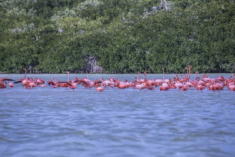 25 Species of animals in Cancun: Discover Mexico Wildlife