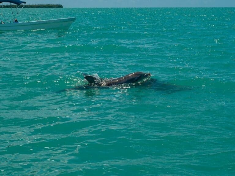 25 Species of animals in Cancun: Discover Mexico Wildlife