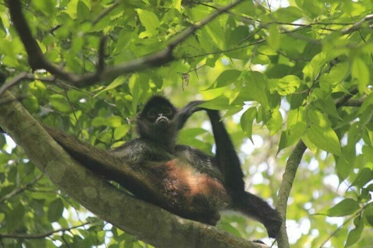 25 Species of animals in Cancun: Discover Mexico Wildlife