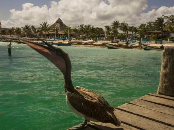 25 Species of animals in Cancun: Discover Mexico Wildlife
