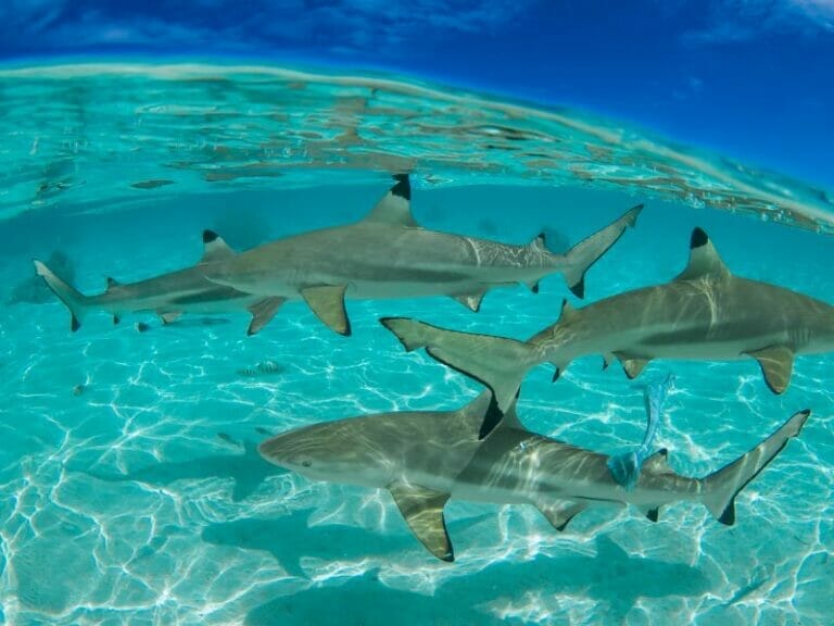 Are There Sharks In Cancun? The 9 Most Common Shark Types